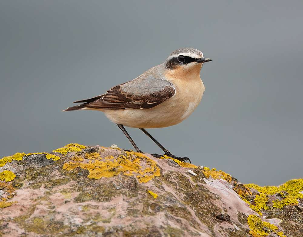 Brixham - Devon Birds