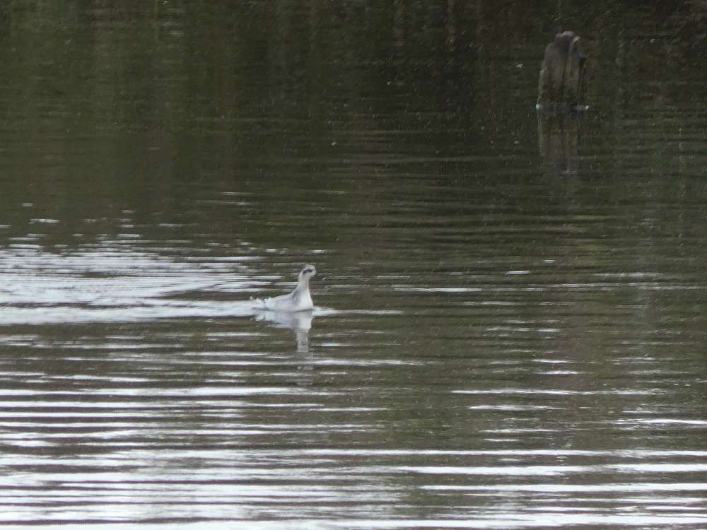 Grey Phalarope - Sharpa Pond - Devon Birds