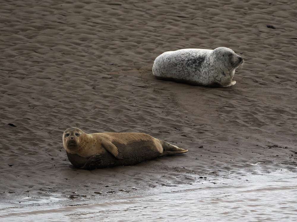 Exe Estuary cruise 14 November - Devon Birds