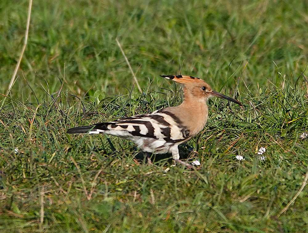 Berry Head - Devon Birds