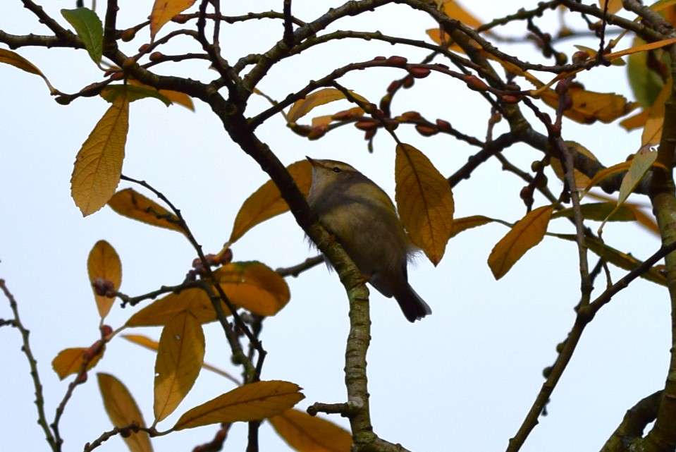 Clennon Lakes, Paignton - Devon Birds