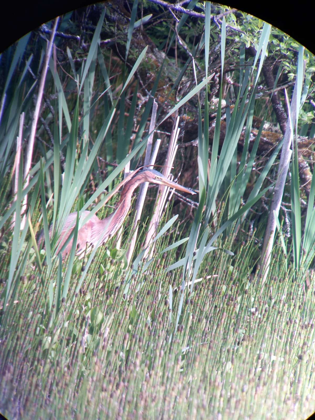 Lower Tamar lake - Devon Birds