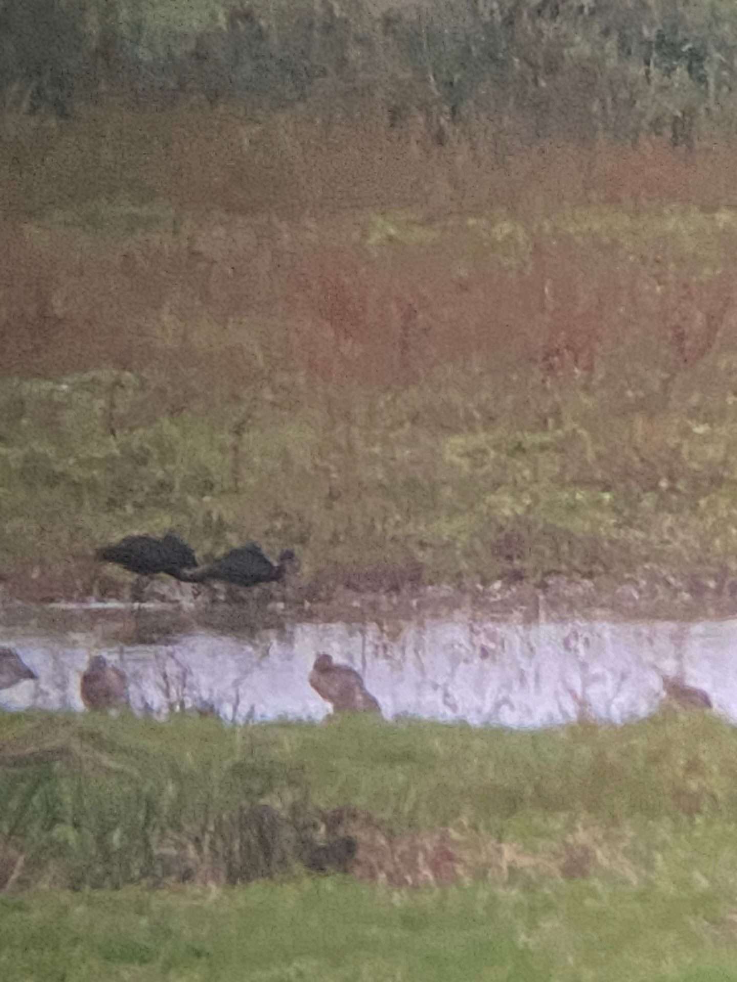 Exminster Marshes - Devon Birds