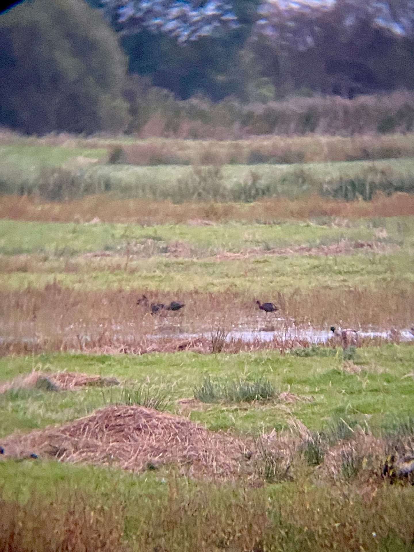 Exminster Marshes - Devon Birds