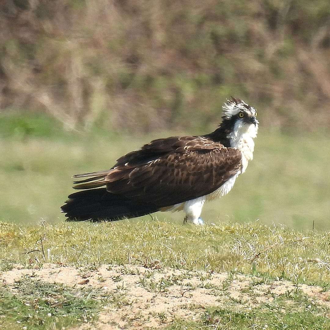 Crow Point - Devon Birds