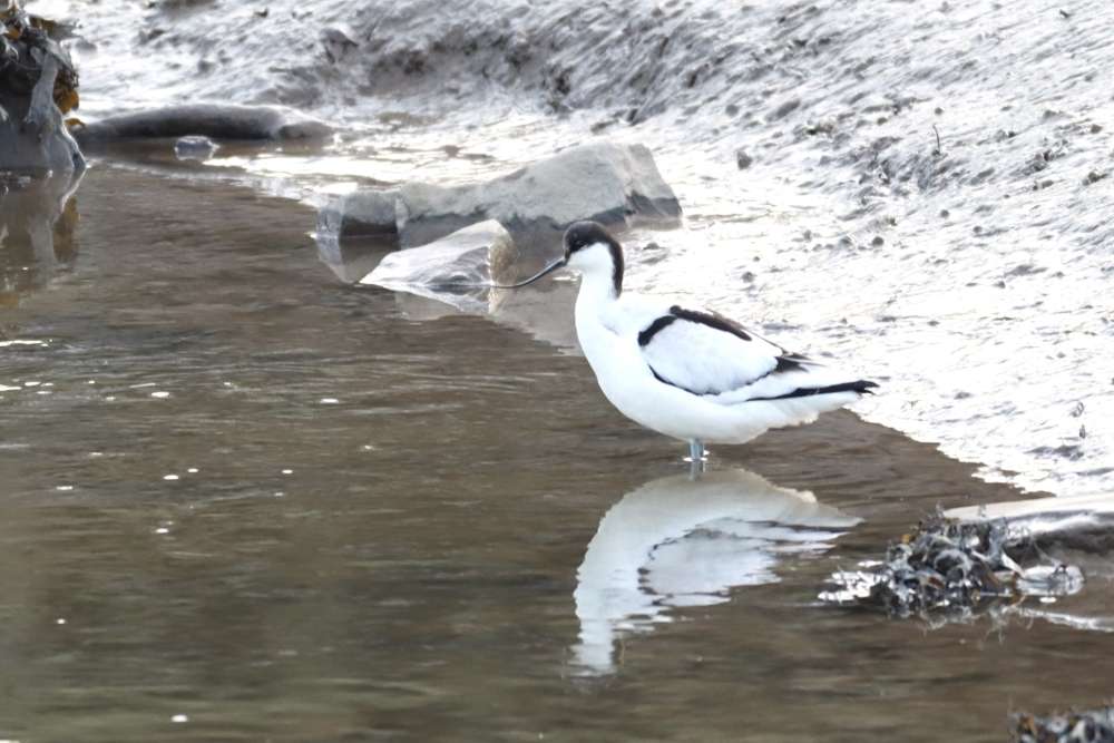 Fremington Pill - Devon Birds