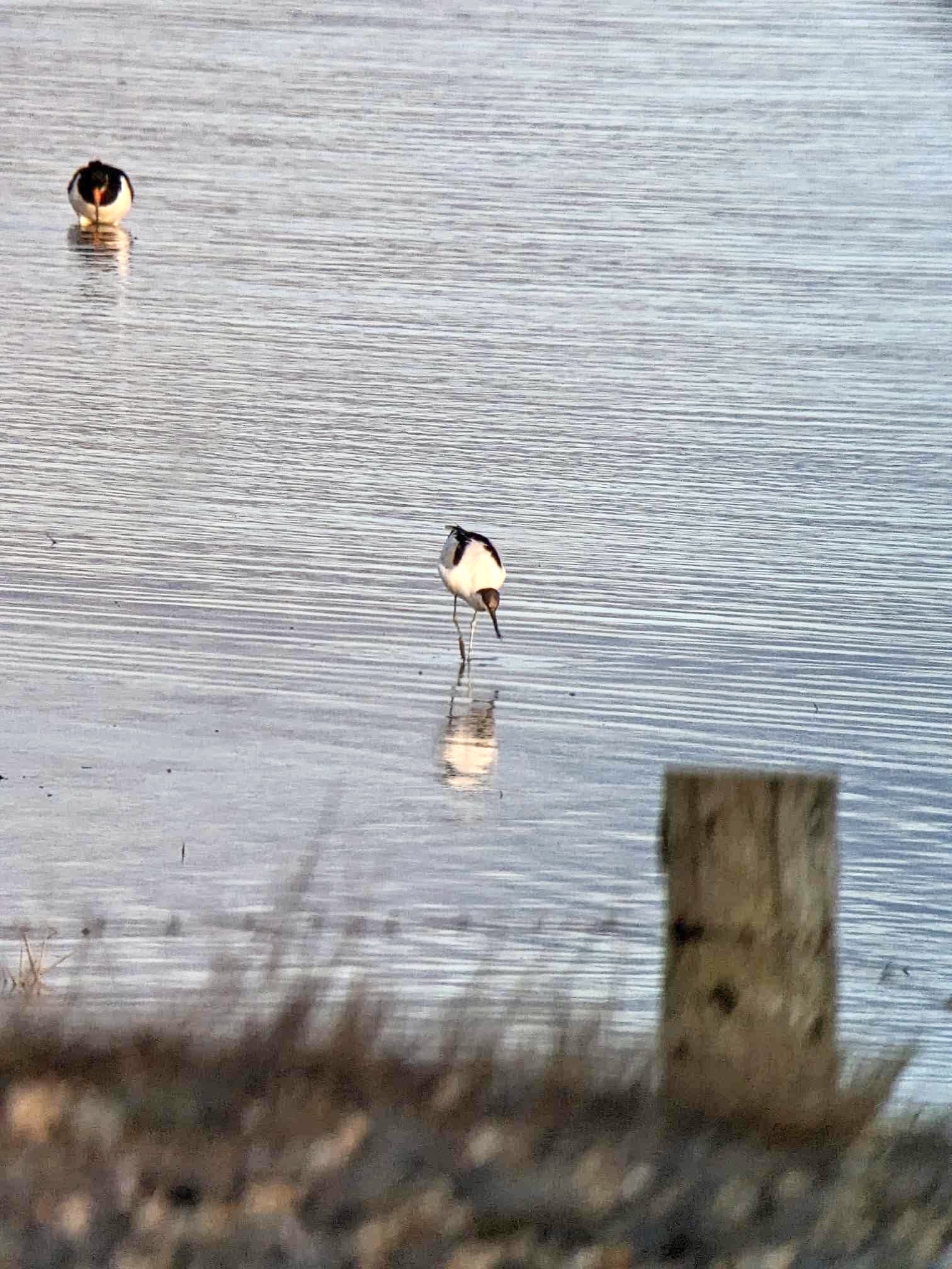 Horsey Island. White House. - Devon Birds