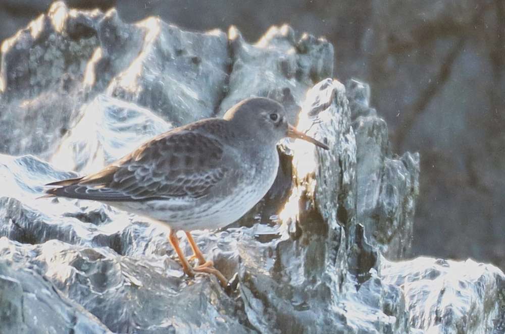 Woolacombe - Devon Birds