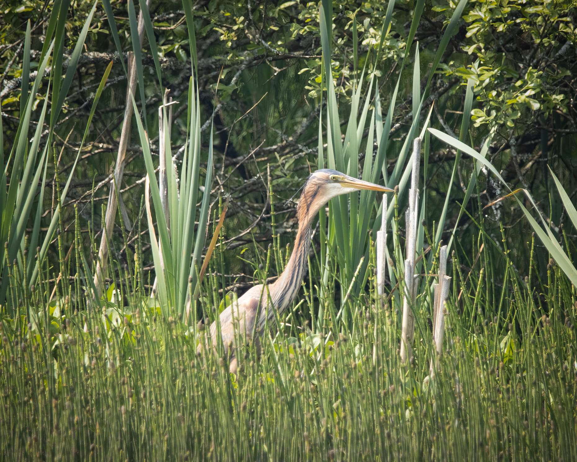 Lower tamar lake - Devon Birds