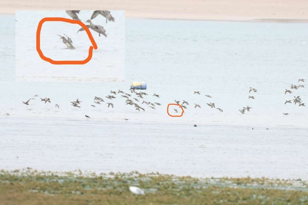 Skern Northam - Devon Birds