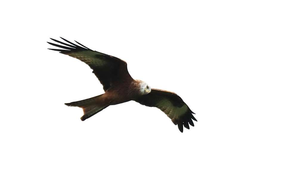 Aller Cross Roundabout area - Devon Birds