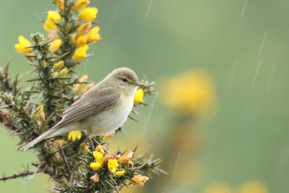 Dartmoor, Challacombe Farm area - Devon Birds