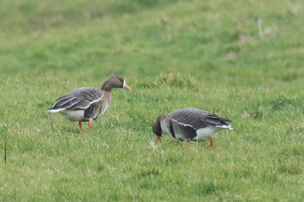 Fremington Pill and Braunton Burrows - Devon Birds