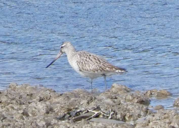 Plym Estuary - Devon Birds