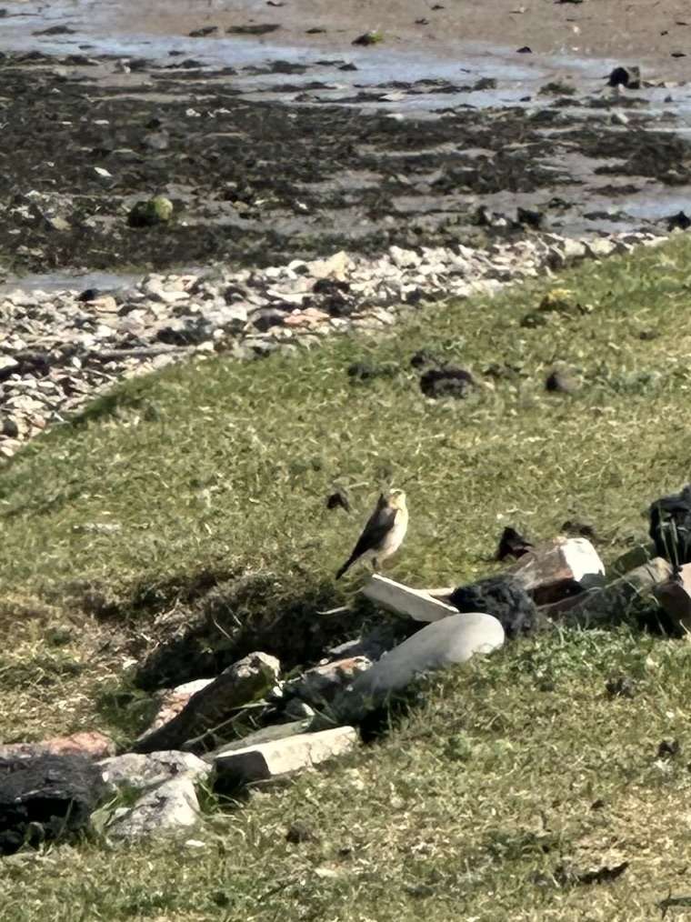 Wheatear Northam Burrows nr Appledore - Devon Birds