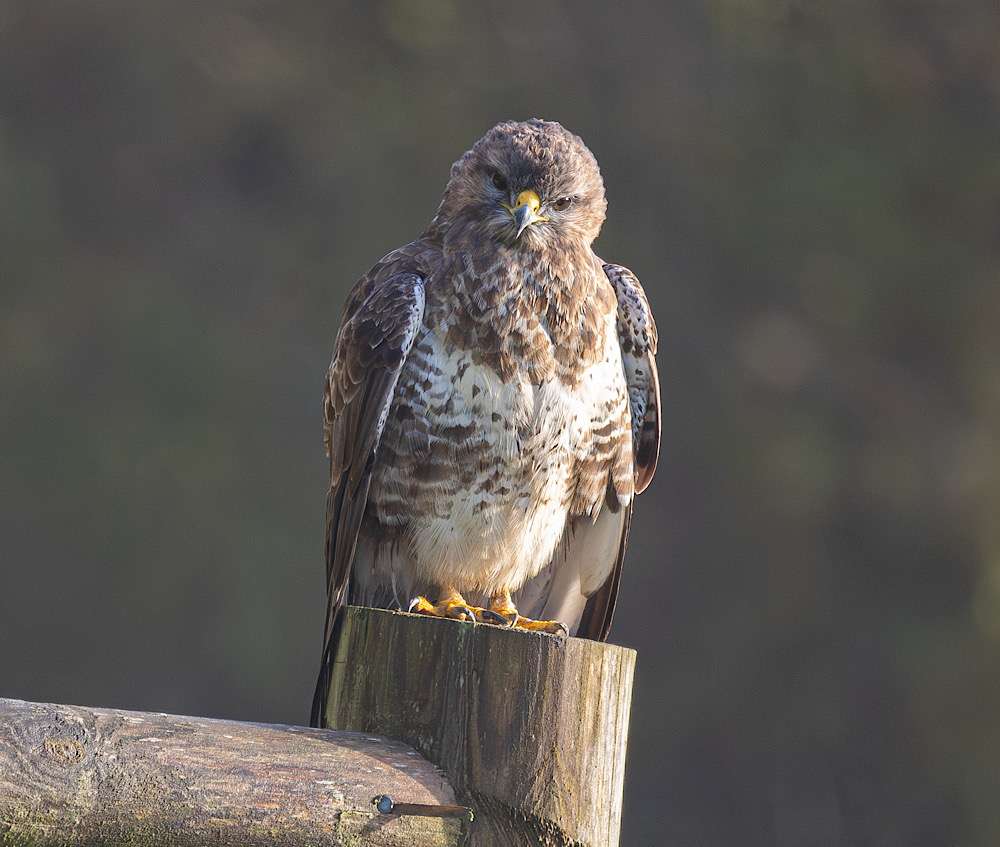 Exmouth Estuary and Widworthy - Devon Birds