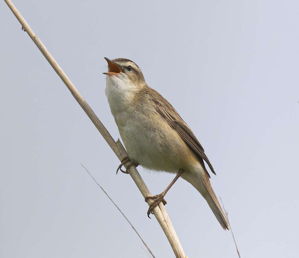 Seaton Wetlands - Devon Birds
