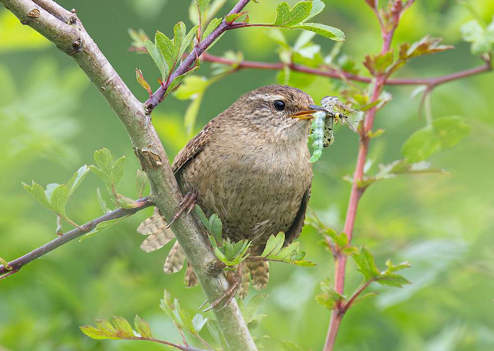 Widworthy in the garden today - Devon Birds