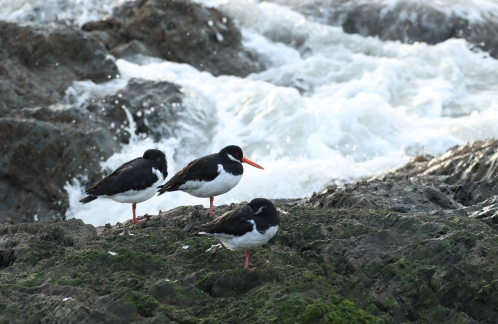 Woolacombe - Devon Birds