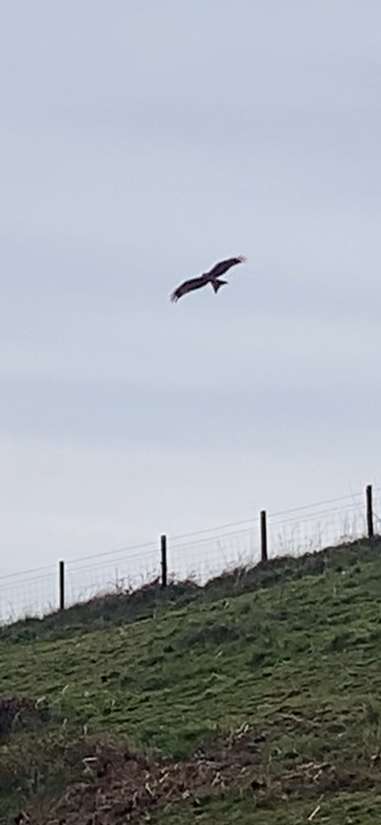 Red Kite Slapton - Devon Birds