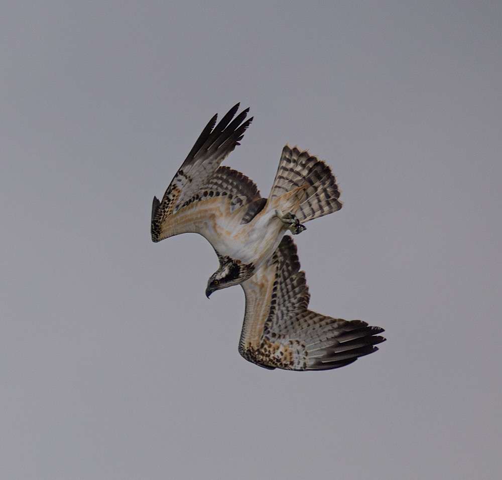 River Axe - Devon Birds