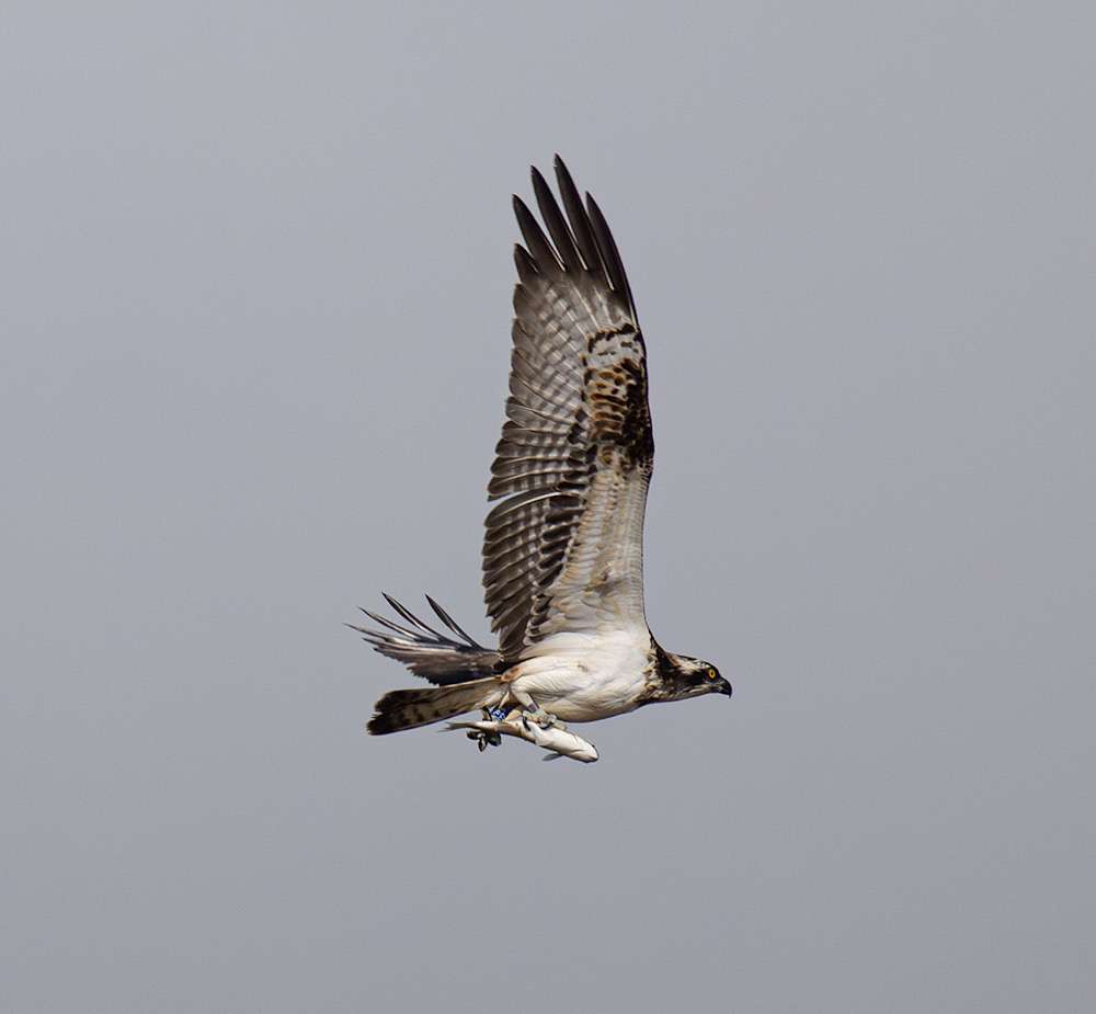 River Axe - Devon Birds