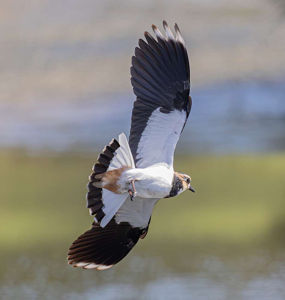Seaton Wetlands - Devon Birds