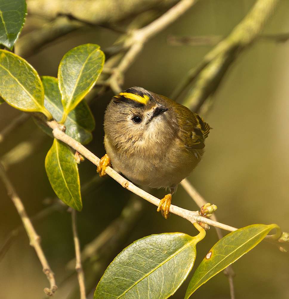 Widworthy - Devon Birds