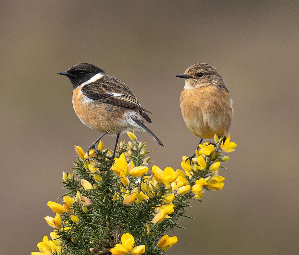 Aylesbeare - Devon Birds