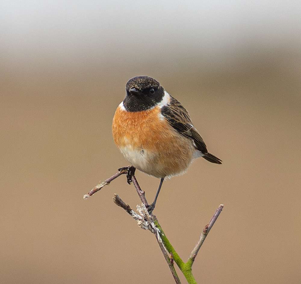 Aylesbeare - Devon Birds