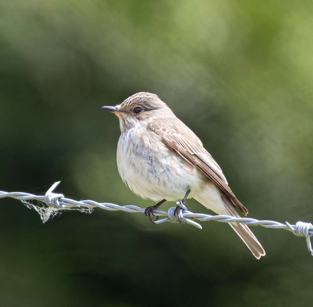 Widworthy - Devon Birds