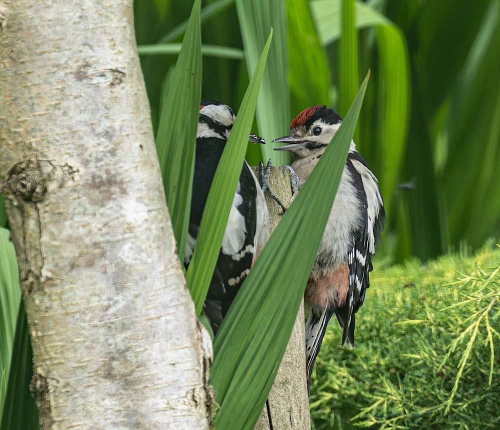 Widworthy - Devon Birds