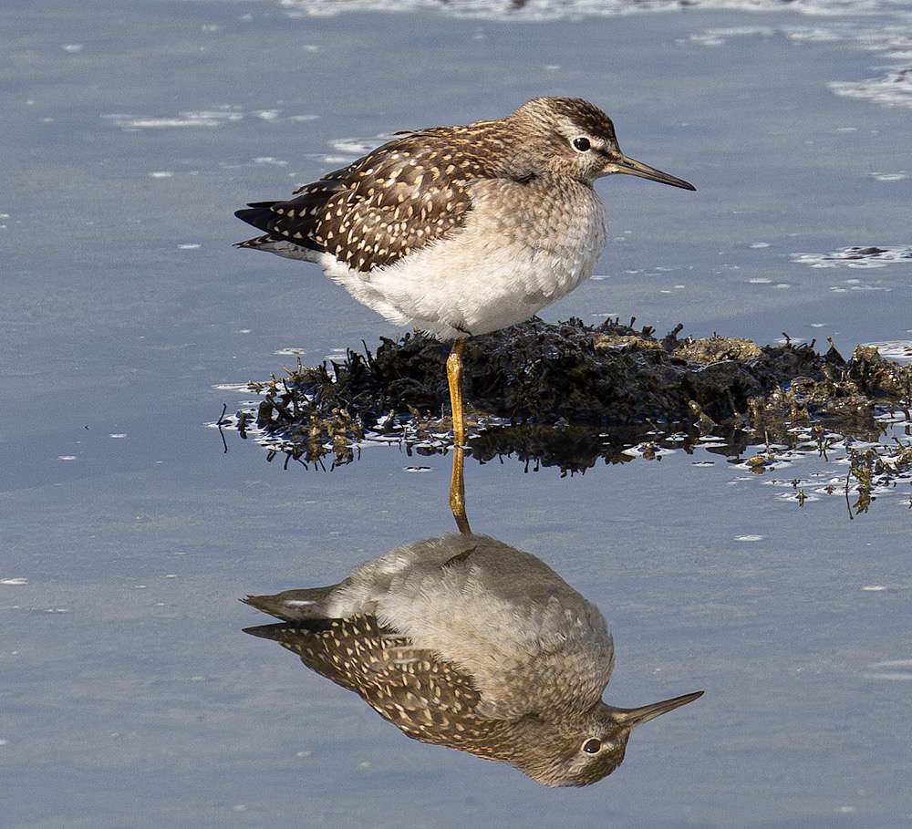 Seaton Wetlands - Devon Birds