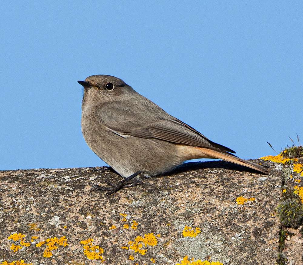 Seaton Bowling Club - Devon Birds