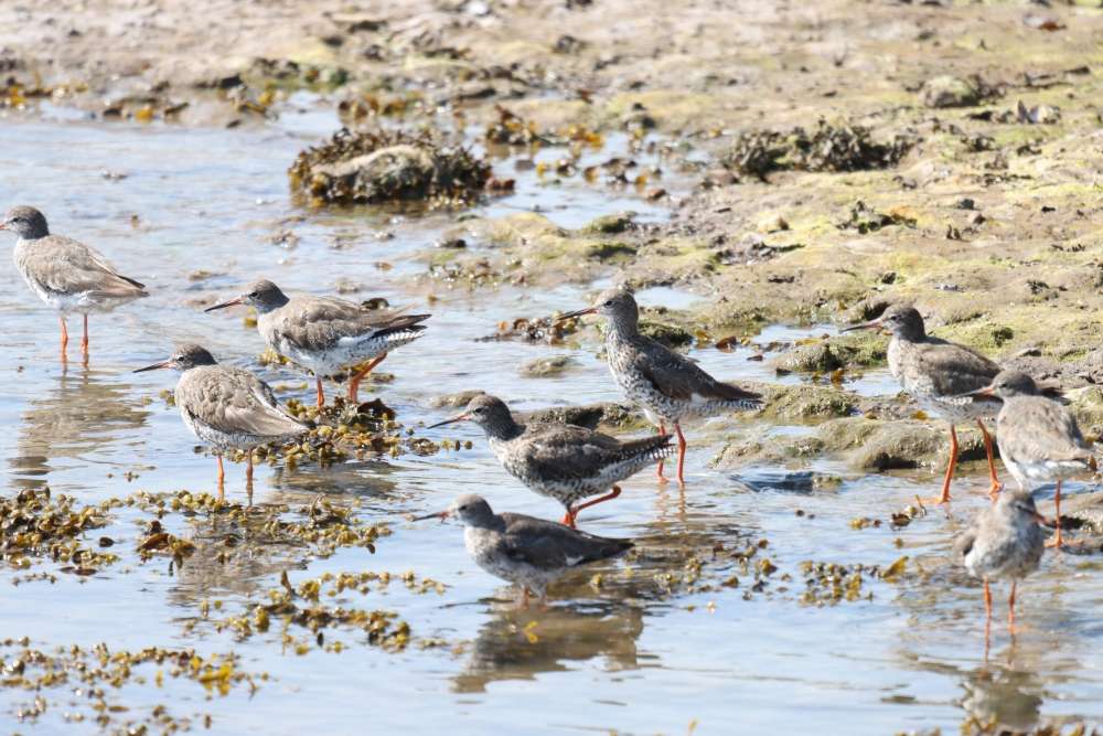 Instow - Devon Birds