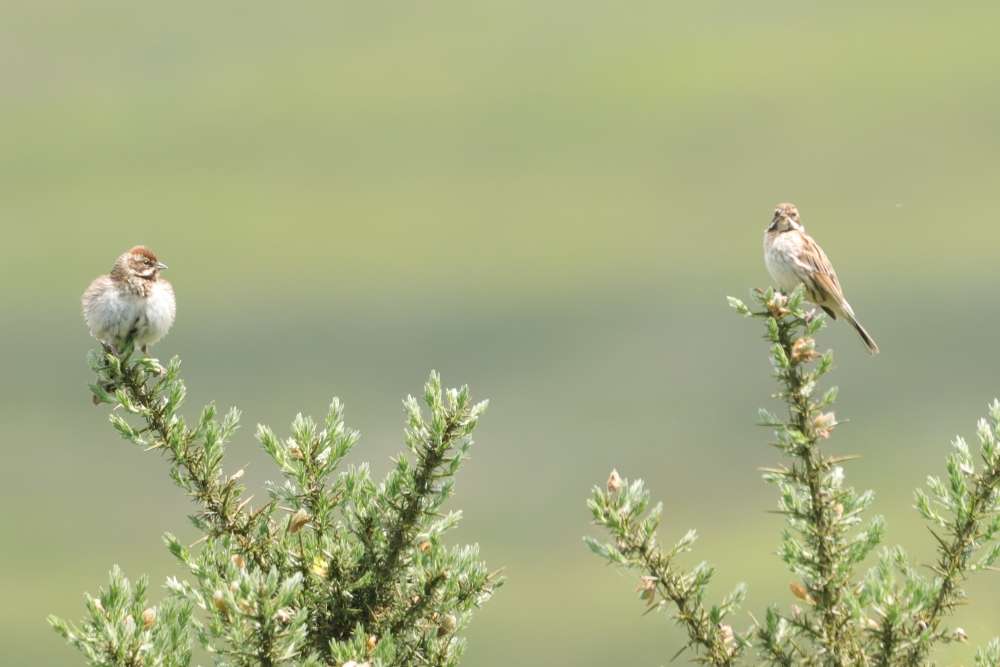 Challacombe Farm area Dartmoor - Devon Birds