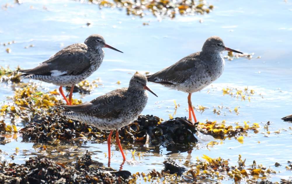 Instow - Devon Birds