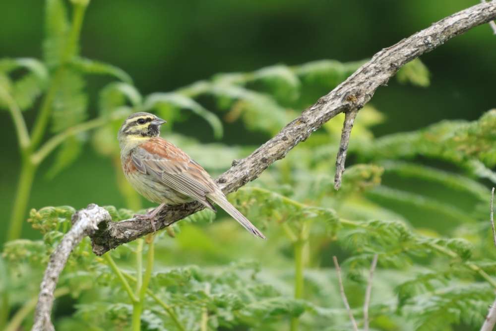 Challacombe Farm area Dartmoor - Devon Birds