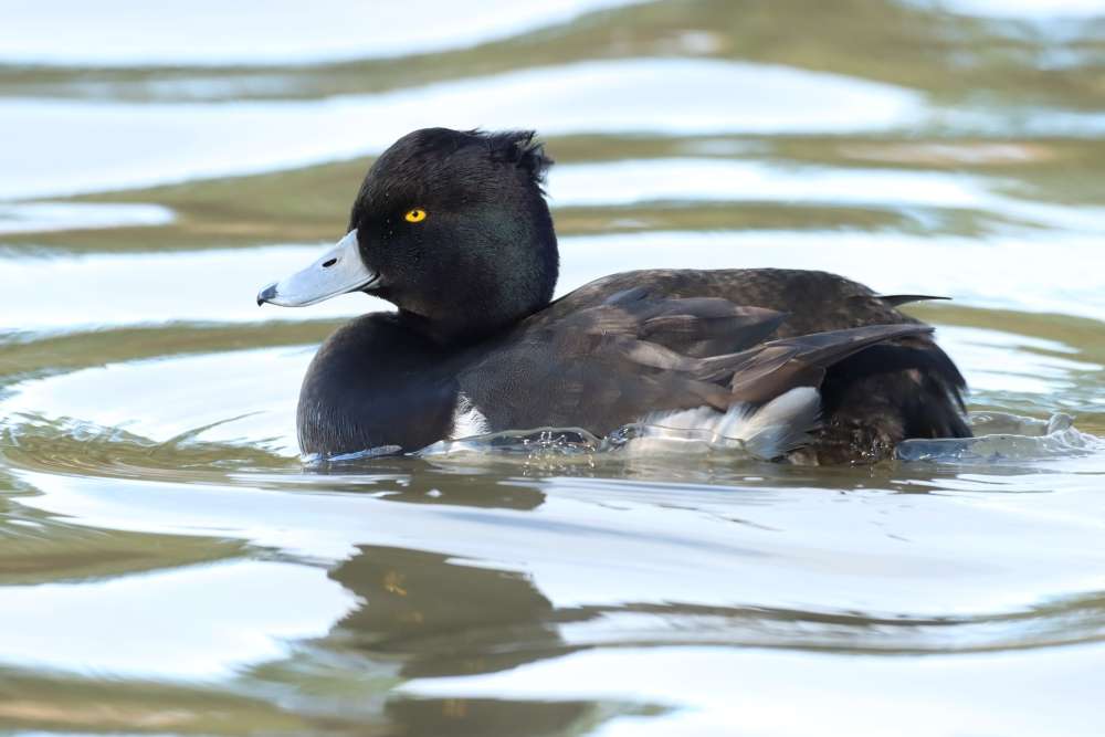 Stover Country Park - Devon Birds