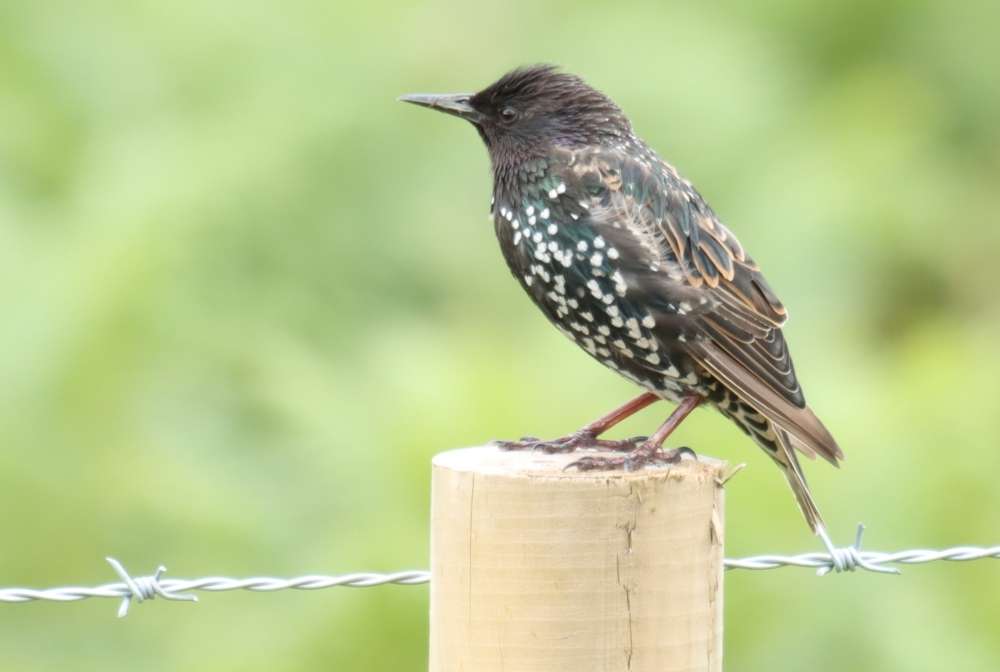Challacombe Farm area Dartmoor - Devon Birds