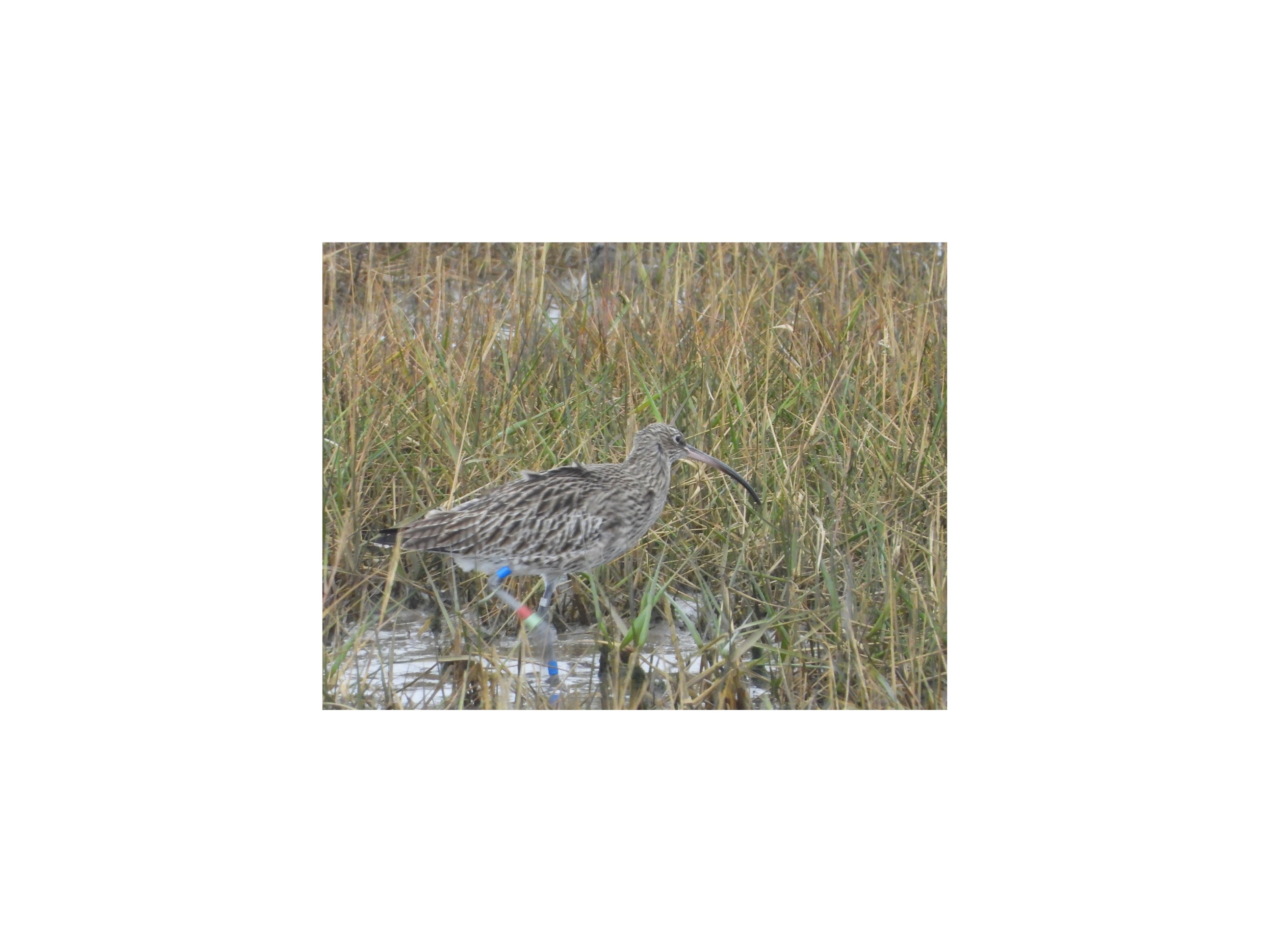 Skern, Northam Burrows - Devon Birds