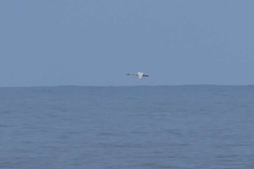 Woolacombe - Devon Birds
