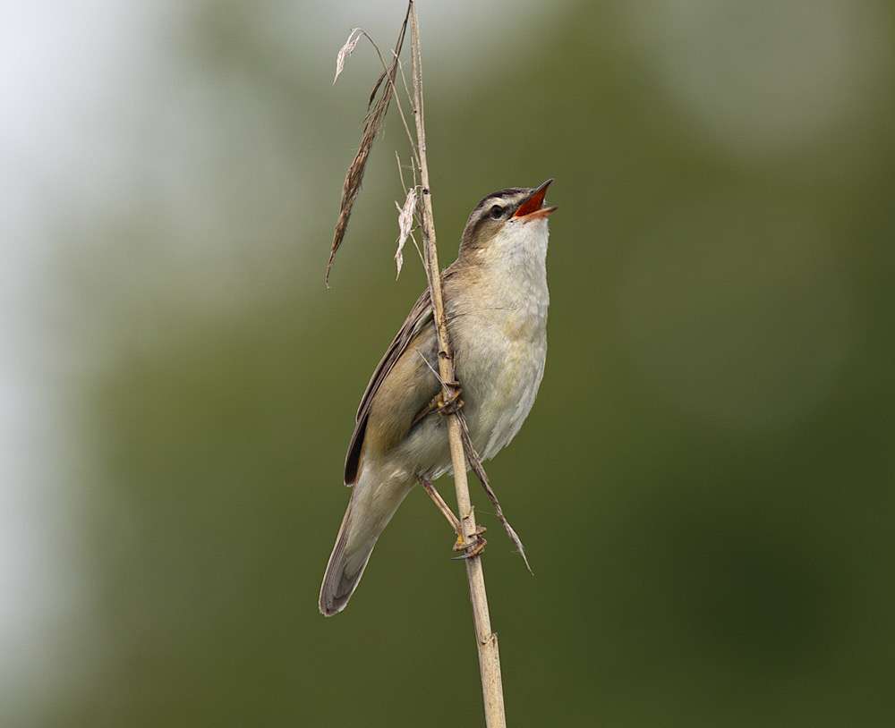Seaton Wetlands - Devon Birds