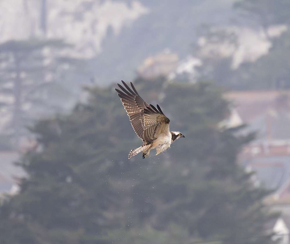 River Axe - Devon Birds