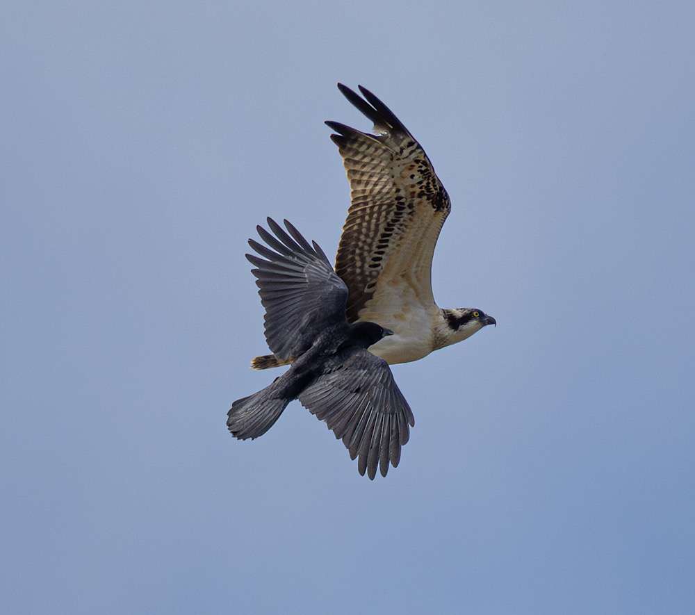 River Axe and Seaton Wetlands - Devon Birds