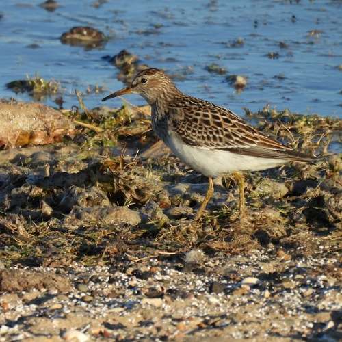 Skern, Northam Burrows - Devon Birds