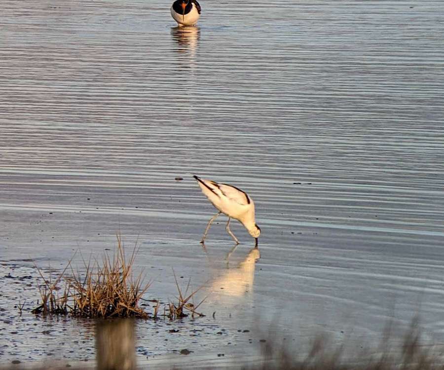 Horsey Island. White House. - Devon Birds
