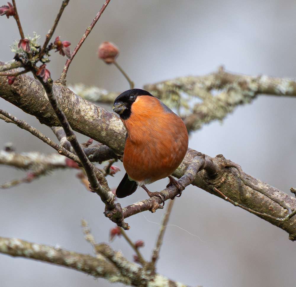 Widworthy - Devon Birds