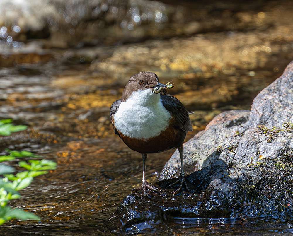 River Bovey - Devon Birds