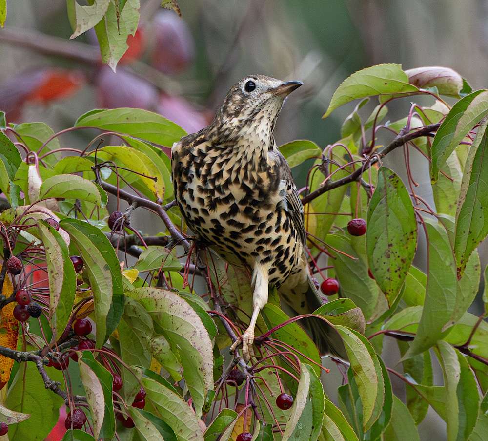 Bird Sightings - Devon Birds